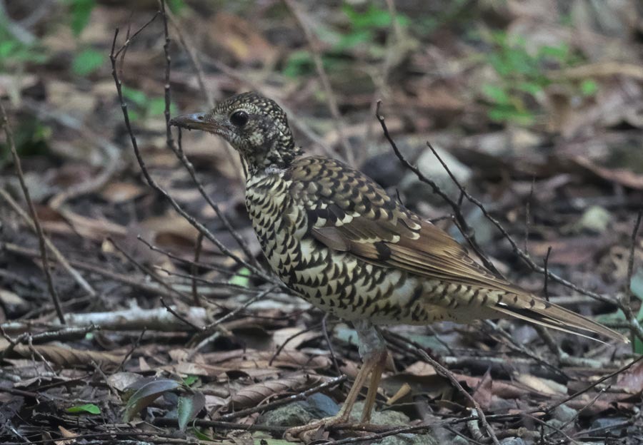 大島散歩（おおしまさんぽ） 9／21: 徳之島 自然日誌