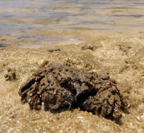 徳之島 自然日誌